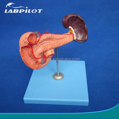 China Educational Demonstration Model of Human Life Size Pancreas with Spleen and Duodenum for sale