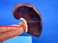 China Educational Demonstration Model of Human Life Size Pancreas with Spleen and Duodenum for sale
