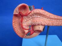 China Educational Demonstration Model of Human Life Size Pancreas with Spleen and Duodenum for sale