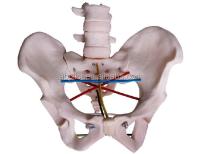 China Obstetric Examination Pelvis Model for Gynecological Training and Pelvimetry Demonstration for sale