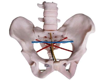 China Obstetric Examination Pelvis Model for Gynecological Training and Pelvimetry Demonstration for sale