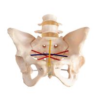 China Obstetric Examination Pelvis Model for Gynecological Training and Pelvimetry Demonstration for sale