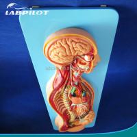 China Detailed Human Life Size Anatomical Model for Automatic Nervous System and Torso Organs for sale