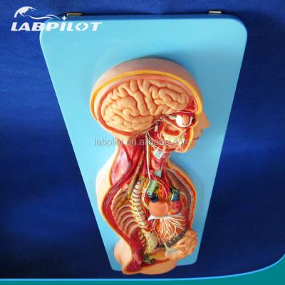 China Detailed Human Life Size Anatomical Model for Automatic Nervous System and Torso Organs for sale