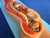 China Detailed Human Life Size Anatomical Model for Automatic Nervous System and Torso Organs for sale
