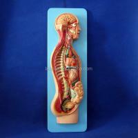 China Detailed Human Life Size Anatomical Model for Automatic Nervous System and Torso Organs for sale