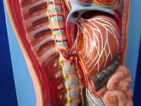 China Detailed Human Life Size Anatomical Model for Automatic Nervous System and Torso Organs for sale