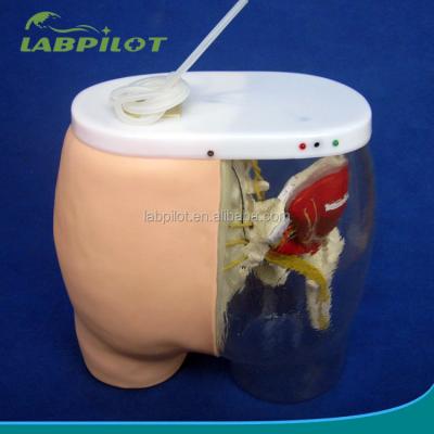 China Medical Science Intramuscular Injection Training Model with Visible Muscles and Nerves for sale