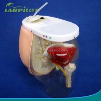 China Medical Science Intramuscular Injection Training Model with Visible Muscles and Nerves for sale
