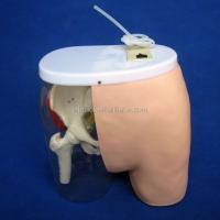 China Medical Science Intramuscular Injection Training Model with Visible Muscles and Nerves for sale