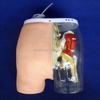 China Medical Science Intramuscular Injection Training Model with Visible Muscles and Nerves for sale
