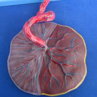 China Medical Science Painted Fetal Circulation Model with Heart Placenta and Umbilical Cord for sale