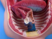 China Medical Science Painted Fetal Circulation Model with Heart Placenta and Umbilical Cord for sale