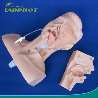 China Versatile Oral and Nasal Cavity Suction Model for Medical Colleges' Clinical Training for sale