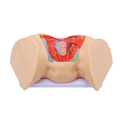 China Medical Science Anatomical Model Advanced Female Perineal Muscles Nerves and Vessels for sale