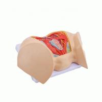 China Medical Science Anatomical Model Advanced Female Perineal Muscles Nerves and Vessels for sale
