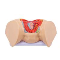 China Medical Science Anatomical Model Advanced Female Perineal Muscles Nerves and Vessels for sale