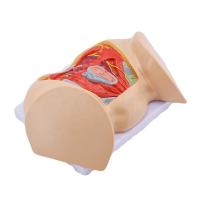 China Medical Science Anatomical Model Advanced Female Perineal Muscles Nerves and Vessels for sale