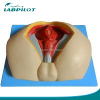 China Human Life Size Advanced PVC Perineum Model for Understanding Male Perineal Anatomy for sale