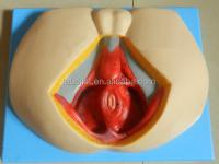 China Human Life Size Advanced PVC Perineum Model for Understanding Male Perineal Anatomy for sale