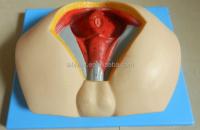 China Human Life Size Advanced PVC Perineum Model for Understanding Male Perineal Anatomy for sale