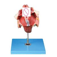 China Advanced PVC Female Perineum Anatomy Model for Medical Training and Demonstration for sale