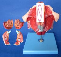 China Advanced PVC Female Perineum Anatomy Model for Medical Training and Demonstration for sale
