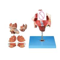 China Advanced PVC Female Perineum Anatomy Model for Medical Training and Demonstration for sale