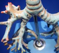 China Medical Human Bronchia Model Advanced PVC Bronchus of Trachea Model in Life Size for sale