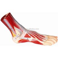 China Vivid Muscle Model of Human Foot Plantar Anatomy Detailed Structures Foot Anatomy Model for sale