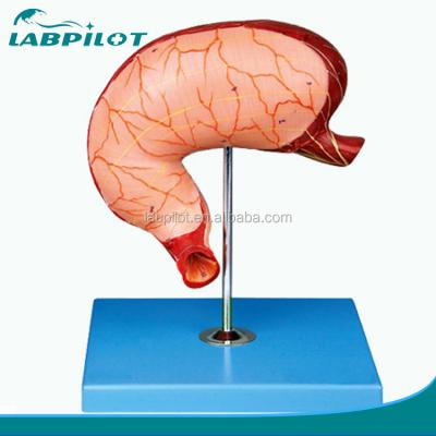 China Advanced PVC Human Stomach Section Model for Digestive System Professional Education for sale