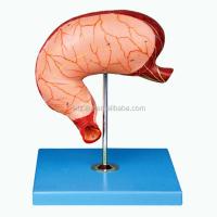 China Advanced PVC Human Stomach Section Model for Digestive System Professional Education for sale