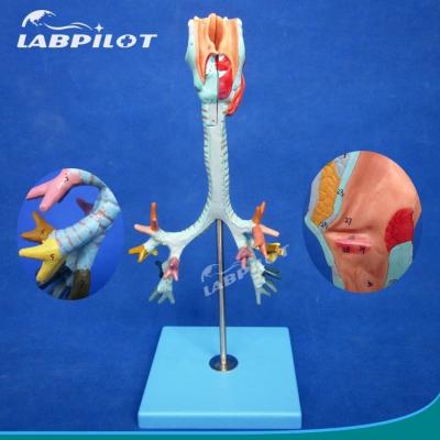 China Medical Science Display Detachable Bronchial Tree and Trachea Model for Larynx Anatomy for sale