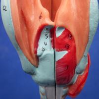 China Medical Science Display Detachable Bronchial Tree and Trachea Model for Larynx Anatomy for sale