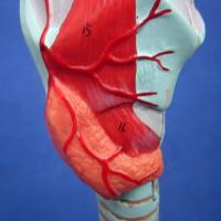 China Medical Science Display Detachable Bronchial Tree and Trachea Model for Larynx Anatomy for sale