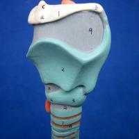 China Medical Science Display Detachable Bronchial Tree and Trachea Model for Larynx Anatomy for sale
