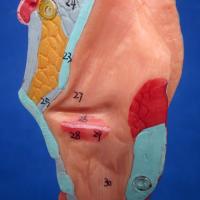 China Medical Science Display Detachable Bronchial Tree and Trachea Model for Larynx Anatomy for sale