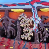 China Vivid Placenta Model 3D Placenta Tissue and Umbilical Cord for Anatomy Demonstrations for sale