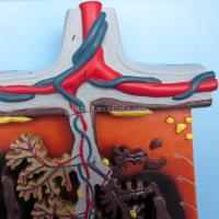China Vivid Placenta Model 3D Placenta Tissue and Umbilical Cord for Anatomy Demonstrations for sale