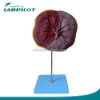 China Medical Science Human 3D Placenta and Umbilical Cord Model with Detailed Anatomy for sale