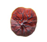 China Medical Science Human 3D Placenta and Umbilical Cord Model with Detailed Anatomy for sale