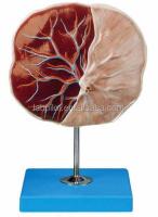 China Medical Science Human 3D Placenta and Umbilical Cord Model with Detailed Anatomy for sale