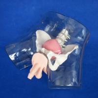 China Experience Realism with this Comprehensive Male Urethral Catheterization Simulator Training Doll for sale