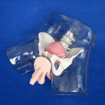 China Experience Realism with this Comprehensive Male Urethral Catheterization Simulator Training Doll for sale