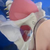 China Experience Realism with this Comprehensive Male Urethral Catheterization Simulator Training Doll for sale