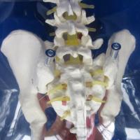 China Experience Realism with this Comprehensive Male Urethral Catheterization Simulator Training Doll for sale