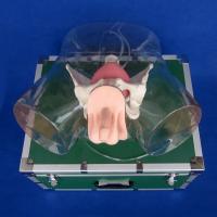 China Experience Realism with this Comprehensive Male Urethral Catheterization Simulator Training Doll for sale