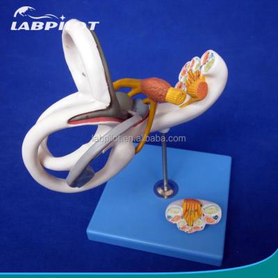 China Human Medical 3D Ear Model for Teaching Labyrinth Anatomy Displaying Ear Components for sale
