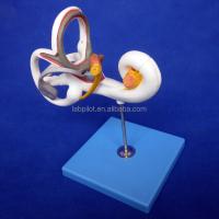 China Human Medical 3D Ear Model for Teaching Labyrinth Anatomy Displaying Ear Components for sale