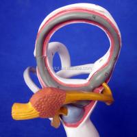 China Human Medical 3D Ear Model for Teaching Labyrinth Anatomy Displaying Ear Components for sale